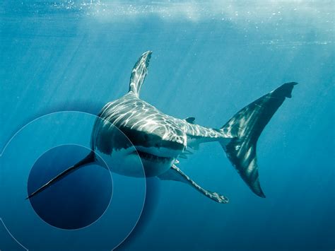 Cybersecurity Solutions And Security Program Development Shi