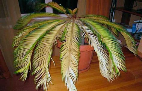 Описание комнатного растения цикас или саговник и его фото, уход и ...