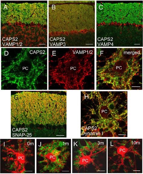 Vamp2 Mgi Mouse Gene Detail Mgi1313277 Vesicle Associated Membrane