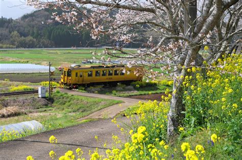 豊肥本線桜と菜花と踏切 GANREF