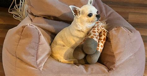 Trotz Suche Keine Spur Alarm Um Entführung Der Kleinen Hündin „phoeby