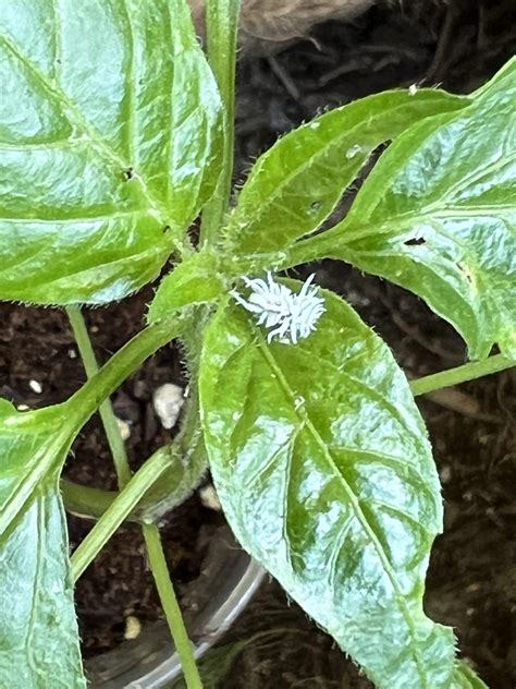 What Is This Bug On My Wax Pepper Plant Is It Friend Or Foe R