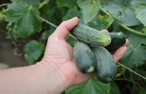 Чим обробити огірки щоб вони не жовтіли прості поради Читайте на Ukr Net