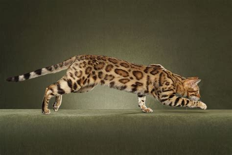 Rose Bengal Cat