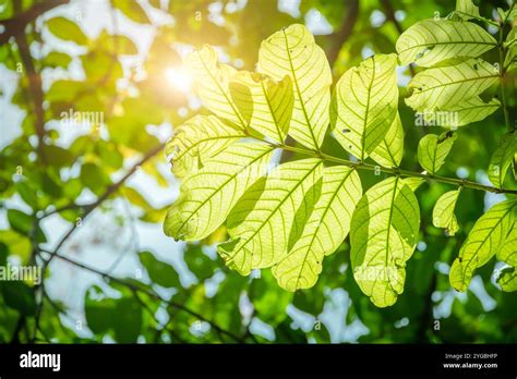 Morning Green Plant Leaf Chlorophyll Photosynthesis Tree Fresh Lush