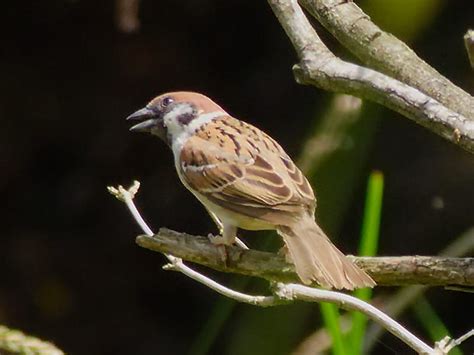 Do Sparrows Migrate Birdfact