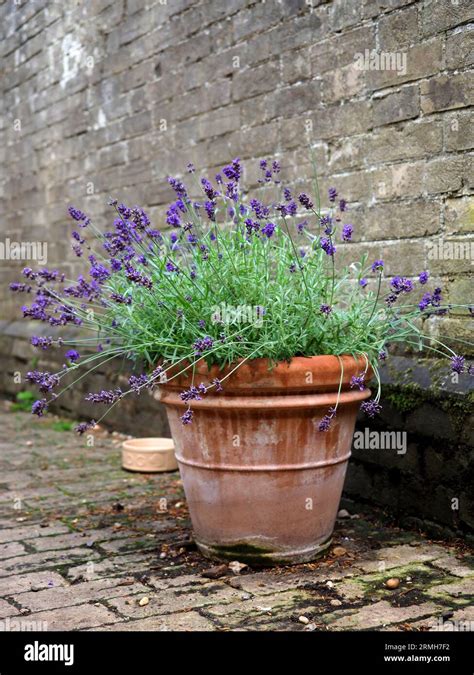 Lavender Plant In Big Pot