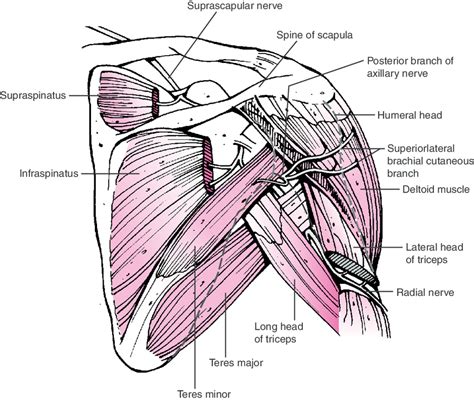 13 A Posterior View Of The Course Of The Suprascapular Nerve And Download Scientific Diagram