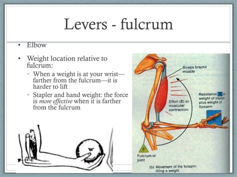 Ppt Chapter 10 Movement And Forces Powerpoint Presentation Free Download Id 2156709