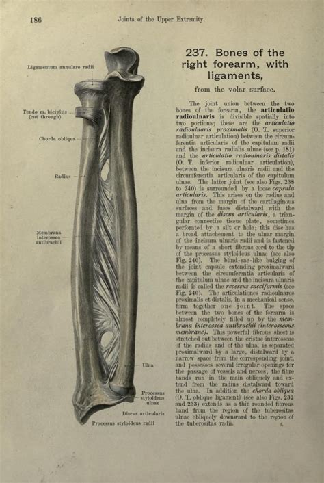 Processus Styloideus Ulnae Radii