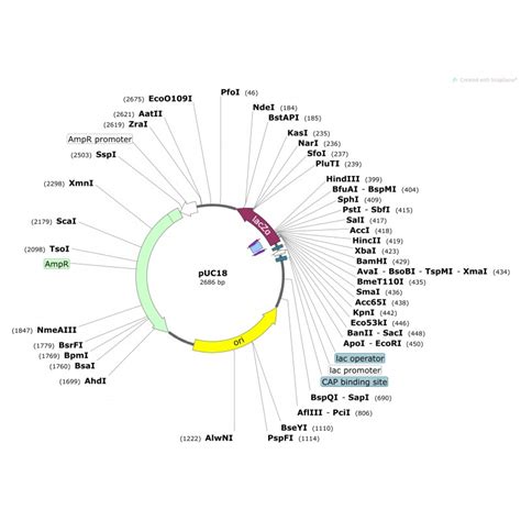 Puc18 Plasmid Map