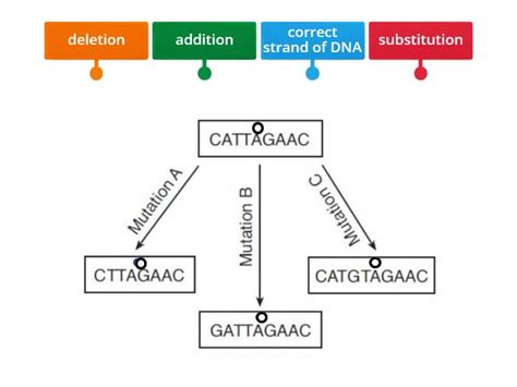 Mutations Matching 2 Labelled Diagram