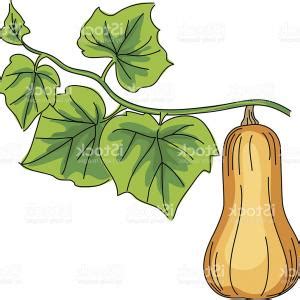 Squash Drawing At PaintingValley Com Explore Collection Of Squash Drawing