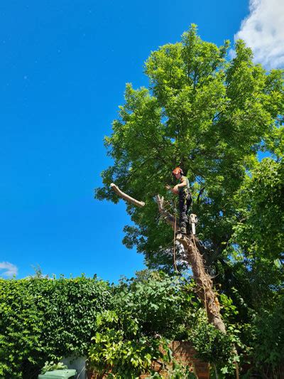 Wood Chipping Matt Sellars Tree Surgeon