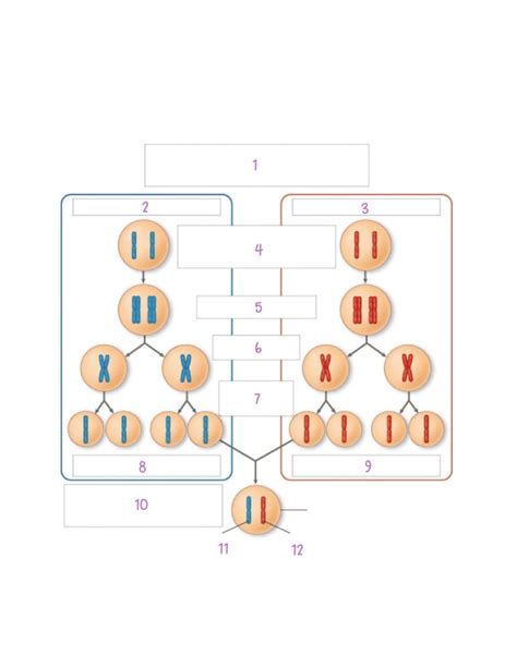 Meosis Diagram Quizlet