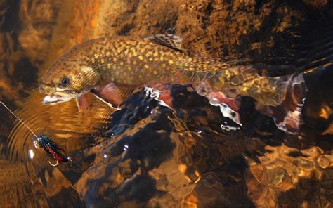 Best Brook Trout Flies A Guide To Productive Brook Trout Patterns Into Fly Fishing