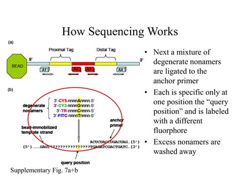 Ppt Accurate Multiplex Polony Sequencing Of An Evolved Bacterial Genome Powerpoint