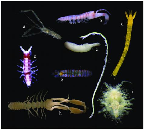 Tanaidacea Cretaceous Tanaidaceans Took Care Of Their Offspring More