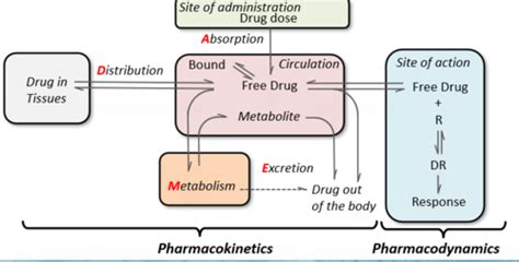 Pharmacokinetics Flashcards Quizlet
