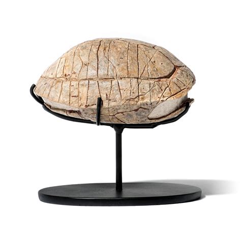 A Fossil Tortoise Shell South Dakota Christie S