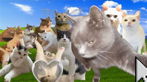 Funny Cats Wallpaper Desktop