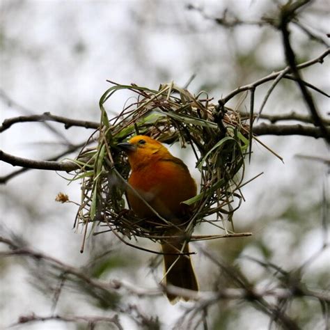 Premium Photo Close Up Of Bird Perching In Partial Built Nest