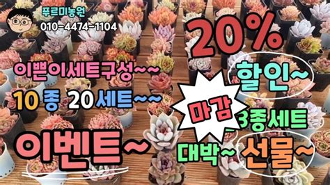 🤗이쁜이♡10종20세트~이벤트대박선물까지푸르미다육다육판매다육식물다육이키우기多肉植物 たにくしょくぶつkorean Succulent Plants 겨울비국민다육명절