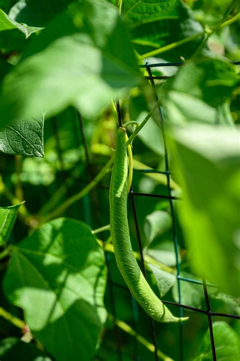 How To Grow Runner Beans For A Huge Summer Harvest