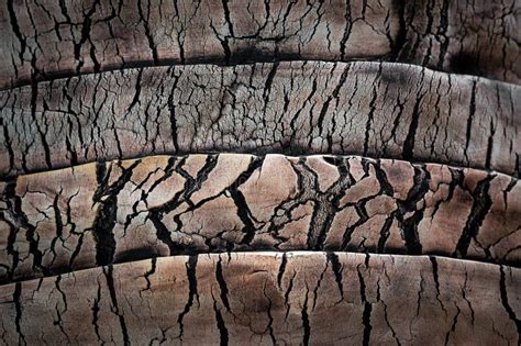 Patterns Of Tree Bark Stock Photo Image Of Land Patterns 295774172