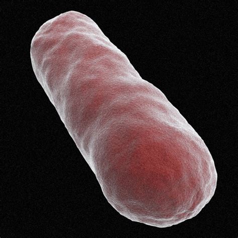 Set Bacillus Bacteria Max