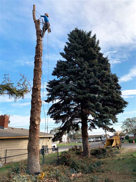 Tree Removal Thinning Pruning In Ellensburg WA And Yakima WA