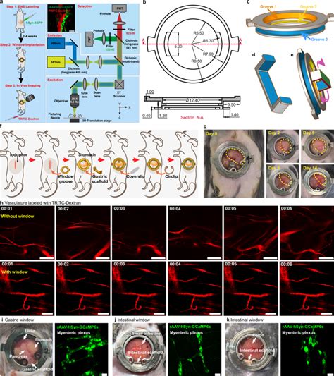 Intravital Imaging Of Mouse Stomach With An Optical Window A Left Download Scientific Diagram