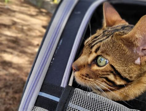锈斑豹猫是什么猫快来了解一下 宠物网