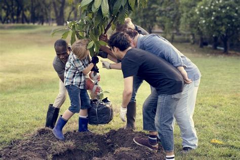 L A Is Giving Away Free Trees In Hopes To Bring Nearly 90 000 New