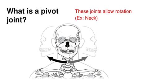 Type Of Bones And Joints Ppt Download