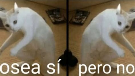 Memes Osea Ke Meme Chill Out Lemur ÂÂfresayooooo Osea