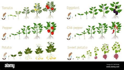 Set Of Growth Cycles Of Vegetable Crops On A White Background Stock