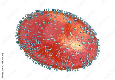 Smallpox Pathogen With Cell Membrane Nucleocapsid Cell Wall And Glycoproteins 3d