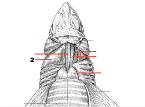 Biol 3010 Lab 7 Internal Muscles Flashcards Quizlet