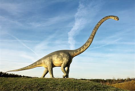 How Did The Diplodocus Hold Its Head Up Enkindle Wellness