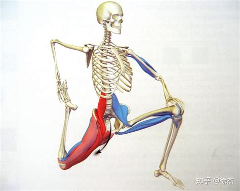 6个动作搞定弹响髋大腿外侧发麻 知乎