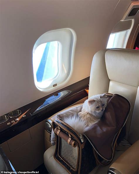 What Happened To Karl Lagerfields Cat Choupette Daily Mail Online