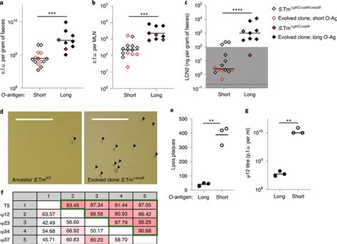 Single Repeat O Antigen Mutants Arising During Infection Of Vaccinated Download Scientific