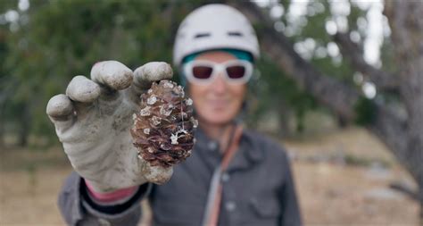 Hope And Restoration Saving The Whitebark Pine Watch Now Dceff