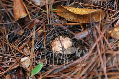 丽江产不产松茸？跟着夏无敌看完这篇文章你就知道了