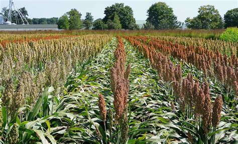 Seed Based Technology Offers Peace Of Mind From Sorghum Forage Risk