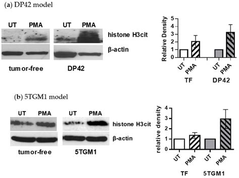 Level Of Citrullinated Histone H3 In Pma Stimulated Neutrophils From