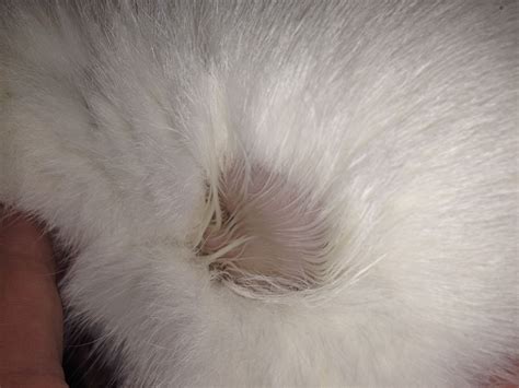 Ringworm In Cats Neck