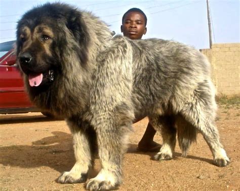Largest Caucasian Shepherd Caucasian Shepherd Dog Breed