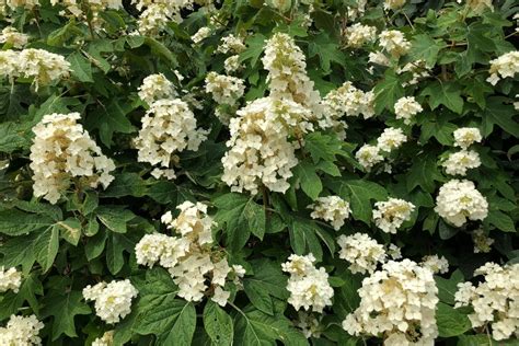 7 Tips For Pruning Oakleaf Hydrangeas